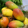 Fresh Mangoes - MangoPoint