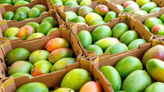 The Science behind Sweet mangoes - MangoPoint